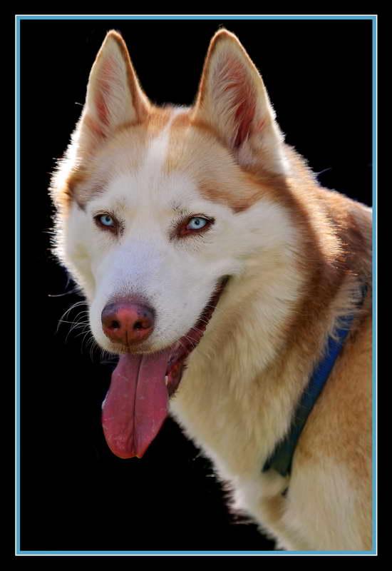 Fotomural Husky marrón